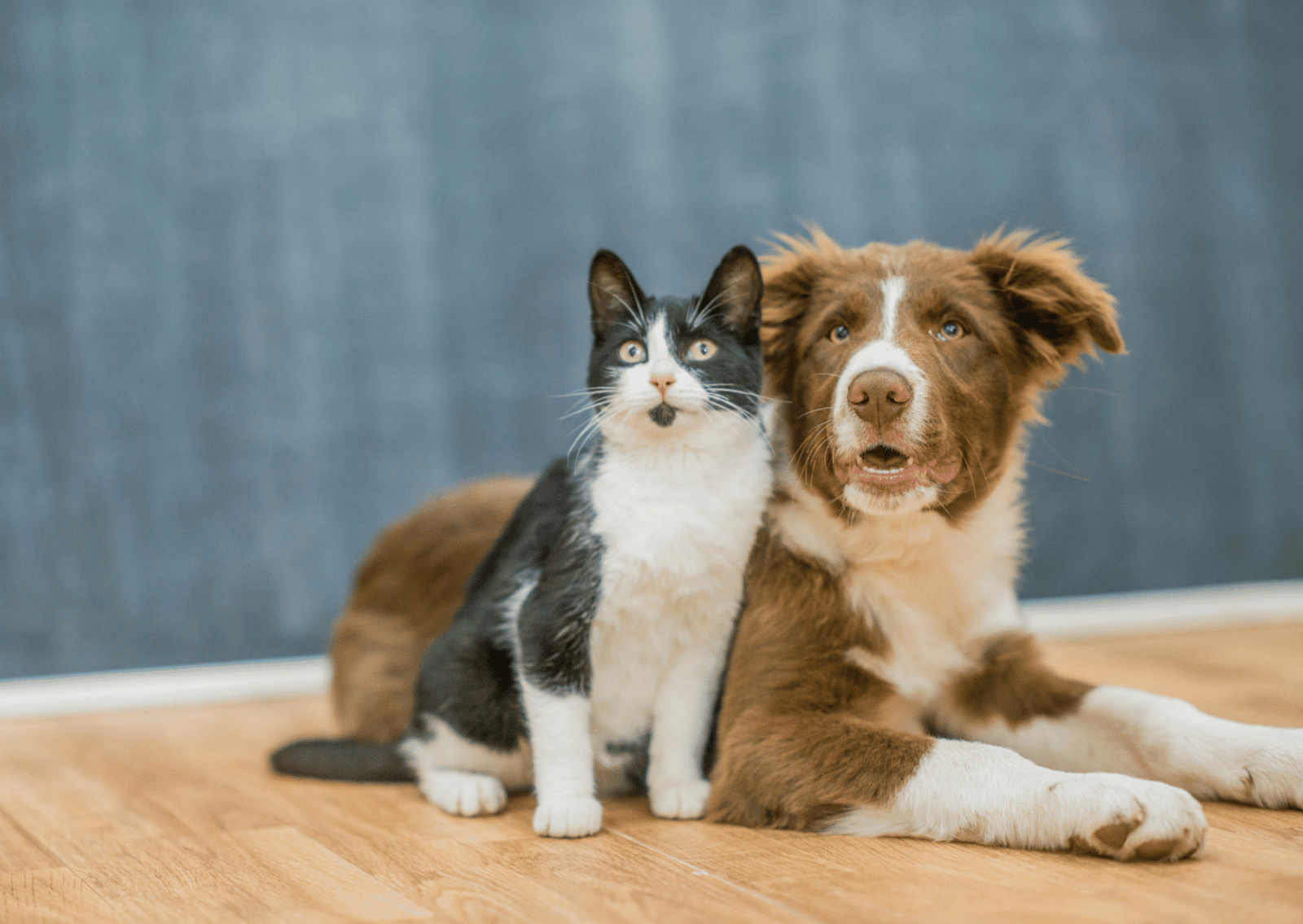 犬と猫の咳が続く原因は？受診の目安と気管支鏡で分かること-木下動物病院｜相模原中央・愛川町・座間市・厚木市
