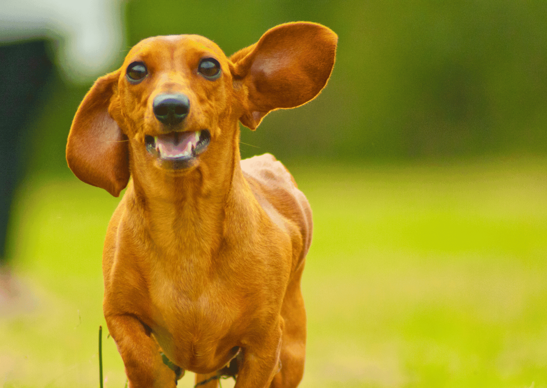 犬や猫の耳のニオイ・かゆみが続くときに｜外耳炎とオトスコープ検査 -木下動物病院｜相模原中央・愛川町・座間市・厚木市